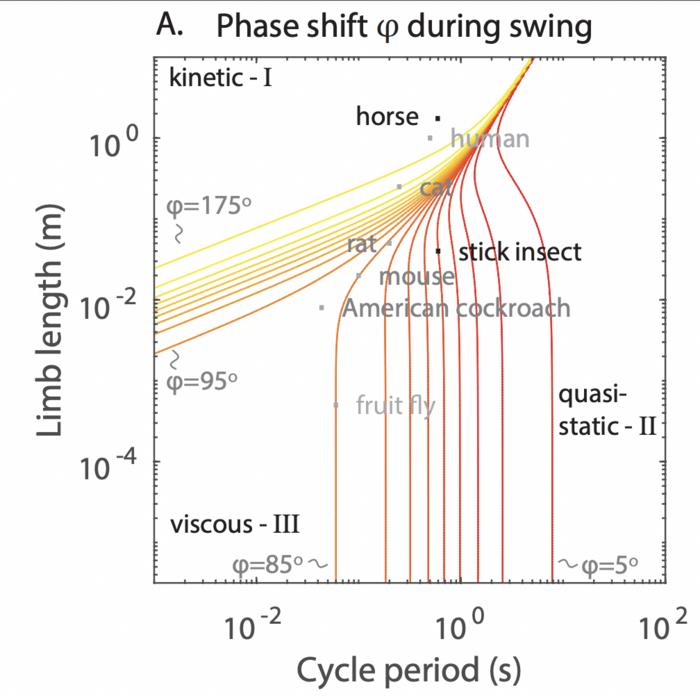 A single parameter to describe animal locomot | EurekAlert!