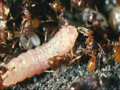 Imposter Caterpillars Get VIP [IMAGE] | EurekAlert! Science News Releases