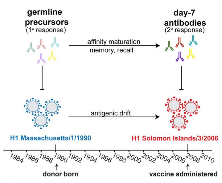 First flu exposure imprints itself on immune | EurekAlert!