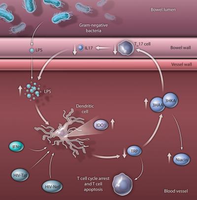 Pathway to HIV Progression [IMAGE] | EurekAlert! Science News Releases