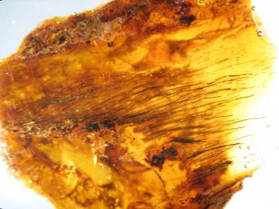 Flock of Feathers Preserved in Cretaceous Amb | EurekAlert!