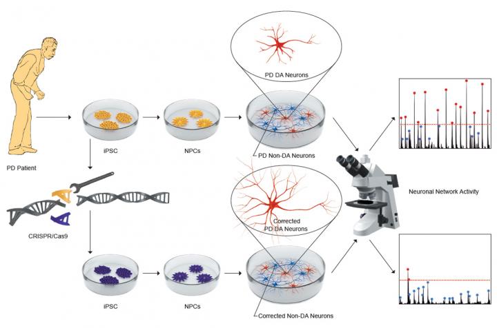 Experimental design [IMAGE] | EurekAlert! Science News Releases