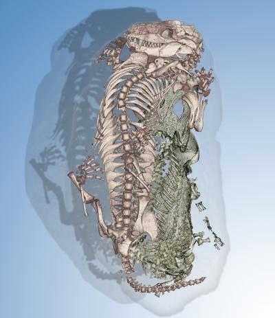 Oddest couple ever found | EurekAlert!