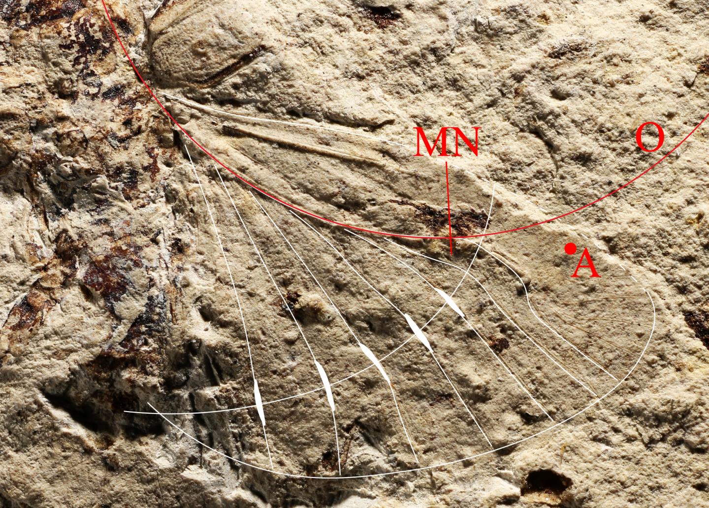 Customized Earwig-Inspired Fan [IMAGE] | EurekAlert! Science News Releases