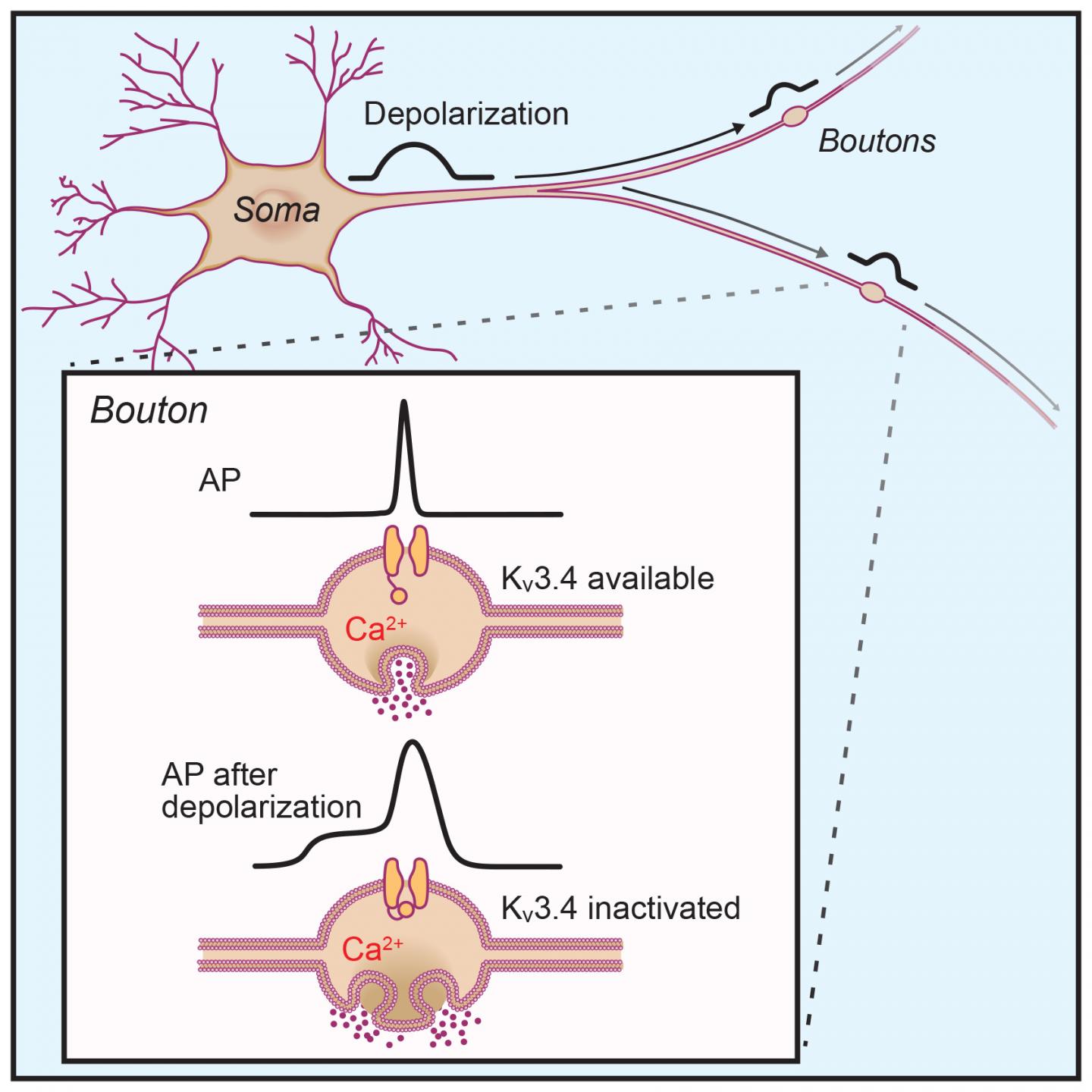 New insights into the information processing | EurekAlert!