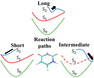 Uncovering the mechanism of photoexcited nucl | EurekAlert!