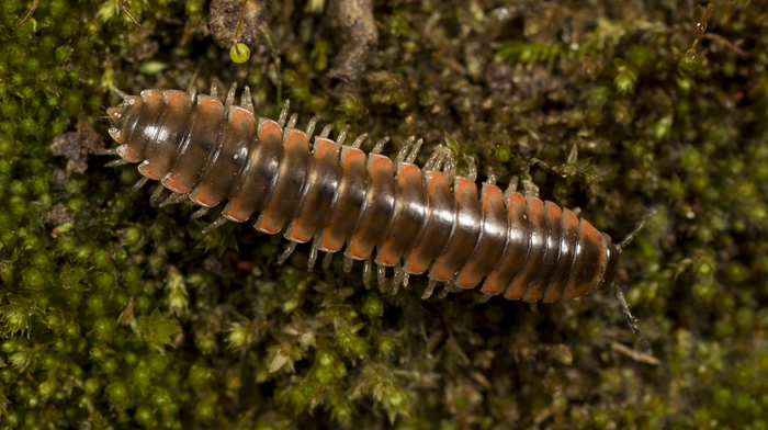 Scientists Name A New Species Of Millipede After Taylor Swift 