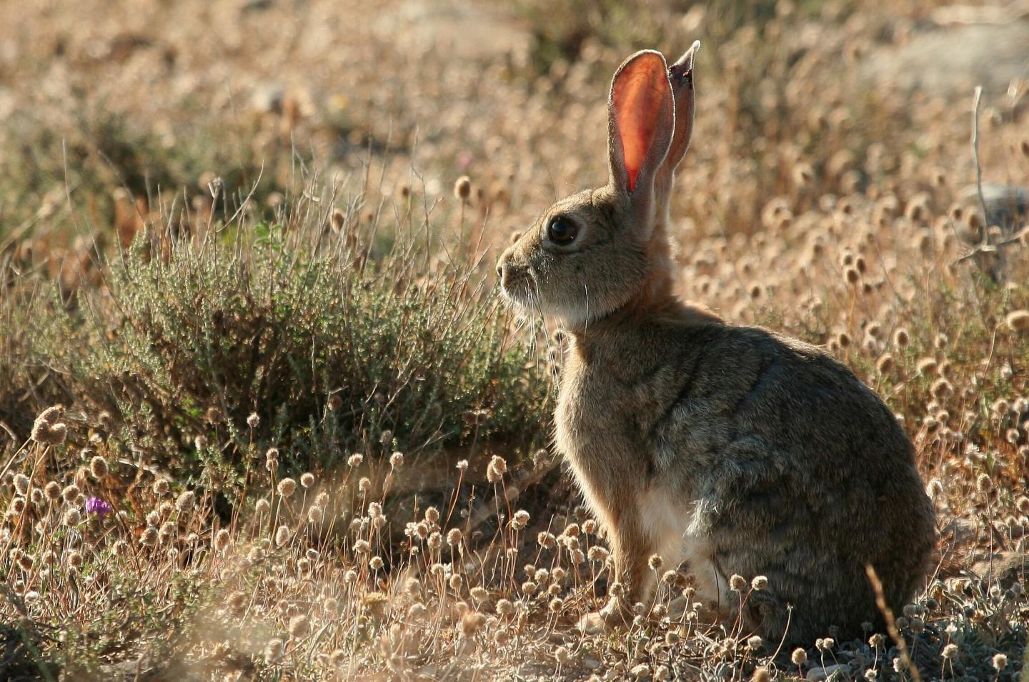 Wild Rabbit [IMAGE] | EurekAlert! Science News Releases