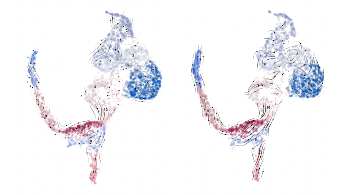 Cells with a Vision [IMAGE] | EurekAlert! Science News Releases