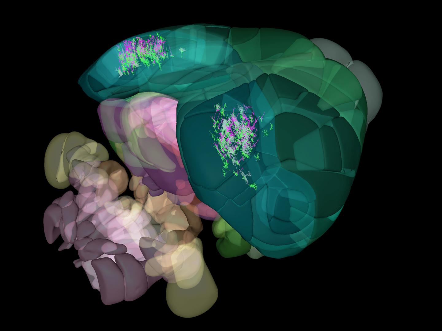 Allen Mouse Common Coordinate [IMAGE] | EurekAlert! Science News Releases
