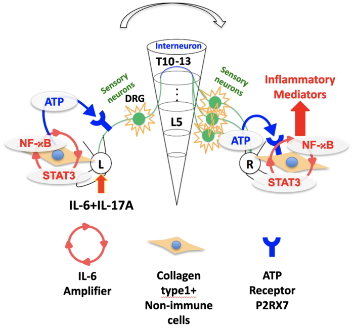 Remote inflammation pathway [IMAGE] | EurekAlert! Science News Releases