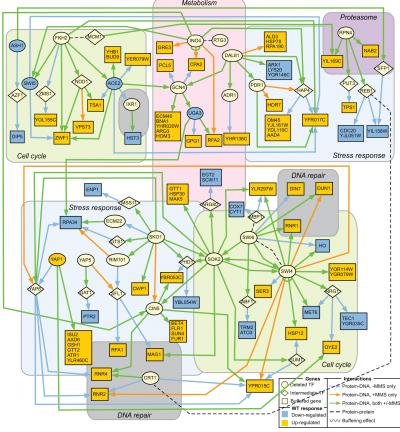 Heal thyself: Systems biology model reveals h | EurekAlert!