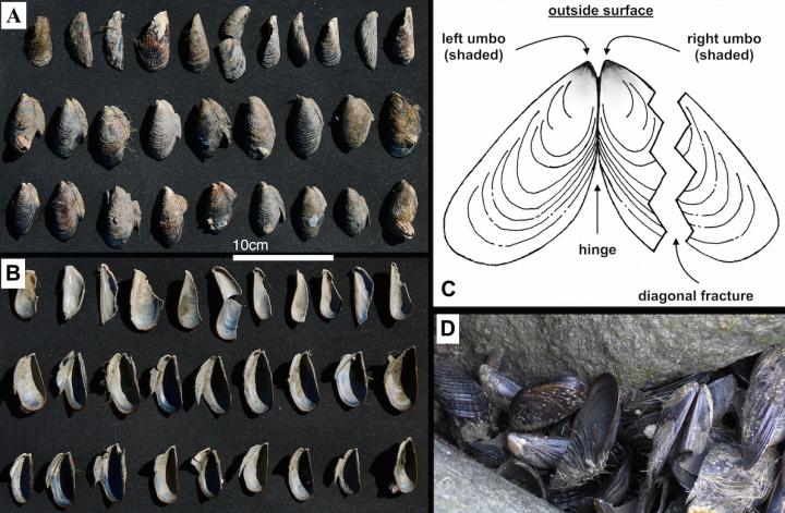 Mussel Shell Breakage [IMAGE] | EurekAlert! Science News Releases