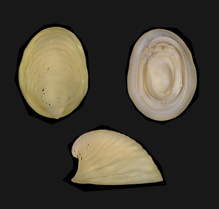 A hydrothermal vent limpet, Le [IMAGE] | EurekAlert! Science News Releases