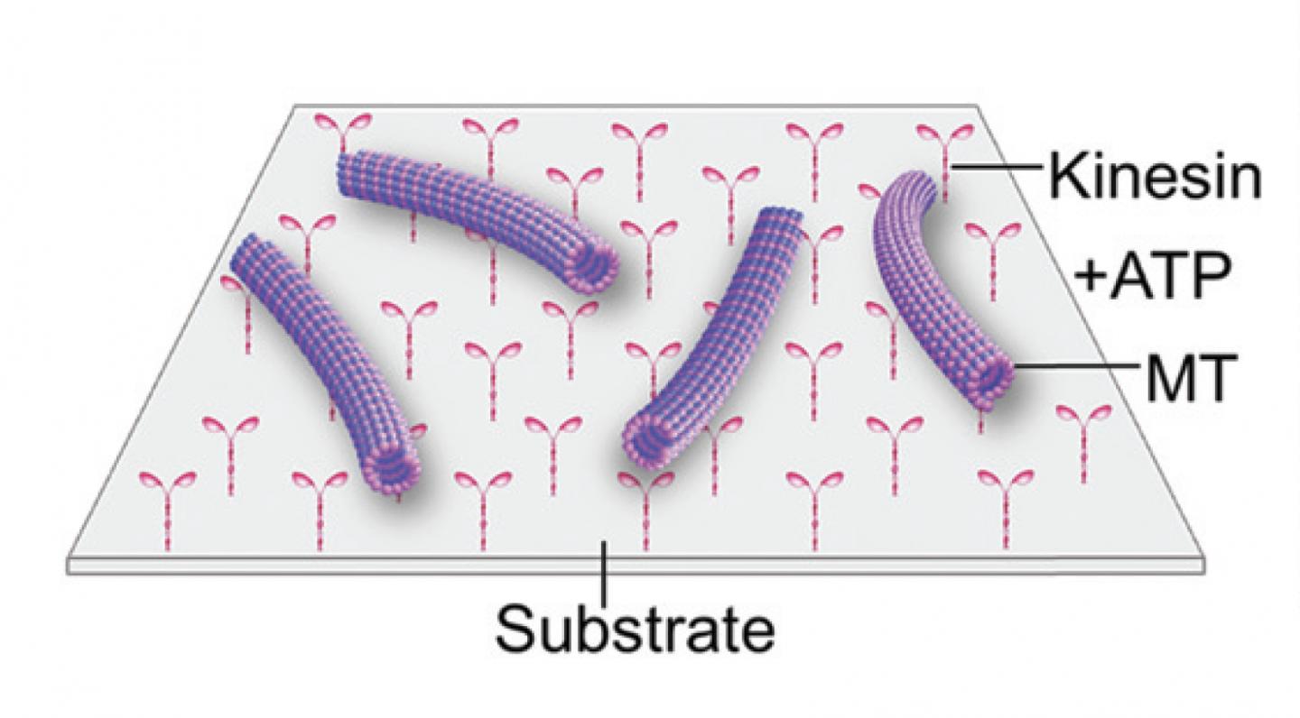 Motility Assay [IMAGE] | EurekAlert! Science News Releases