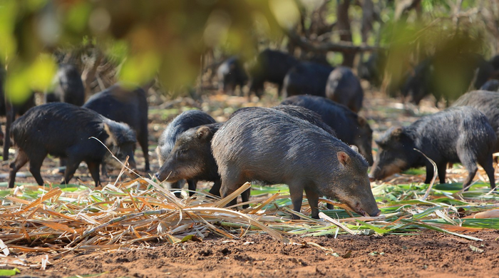 White-lipped peccary [IMAGE] | EurekAlert! Science News Releases