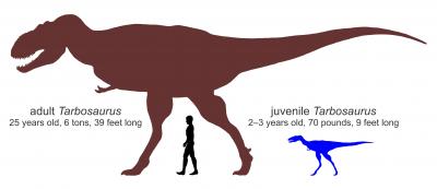 Tyrannosaur Size Comparison [IMAGE] | EurekAlert! Science News Releases