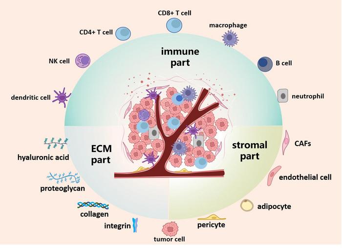 Therapeutic targets in tumor microenvironment | EurekAlert!