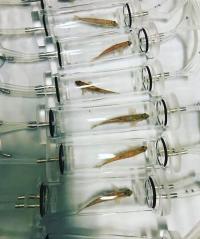 Fish in Respirometry Chamber [IMAGE] | EurekAlert! Science News Releases