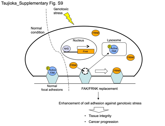 Hanging on for dear life | EurekAlert!