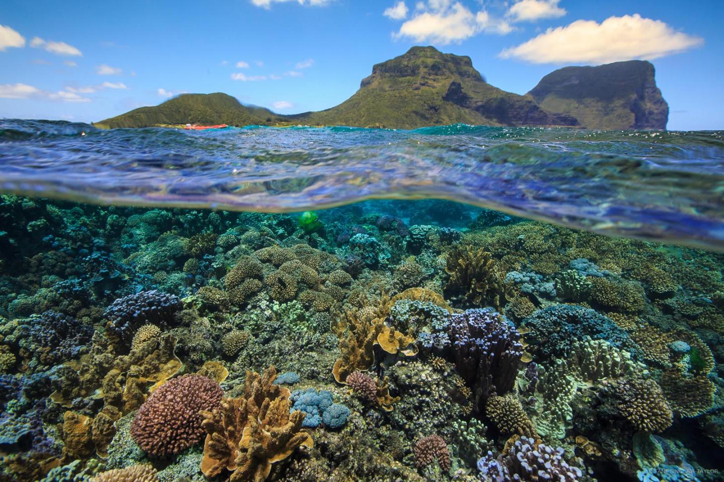 Lord Howe Island [IMAGE] | EurekAlert! Science News Releases