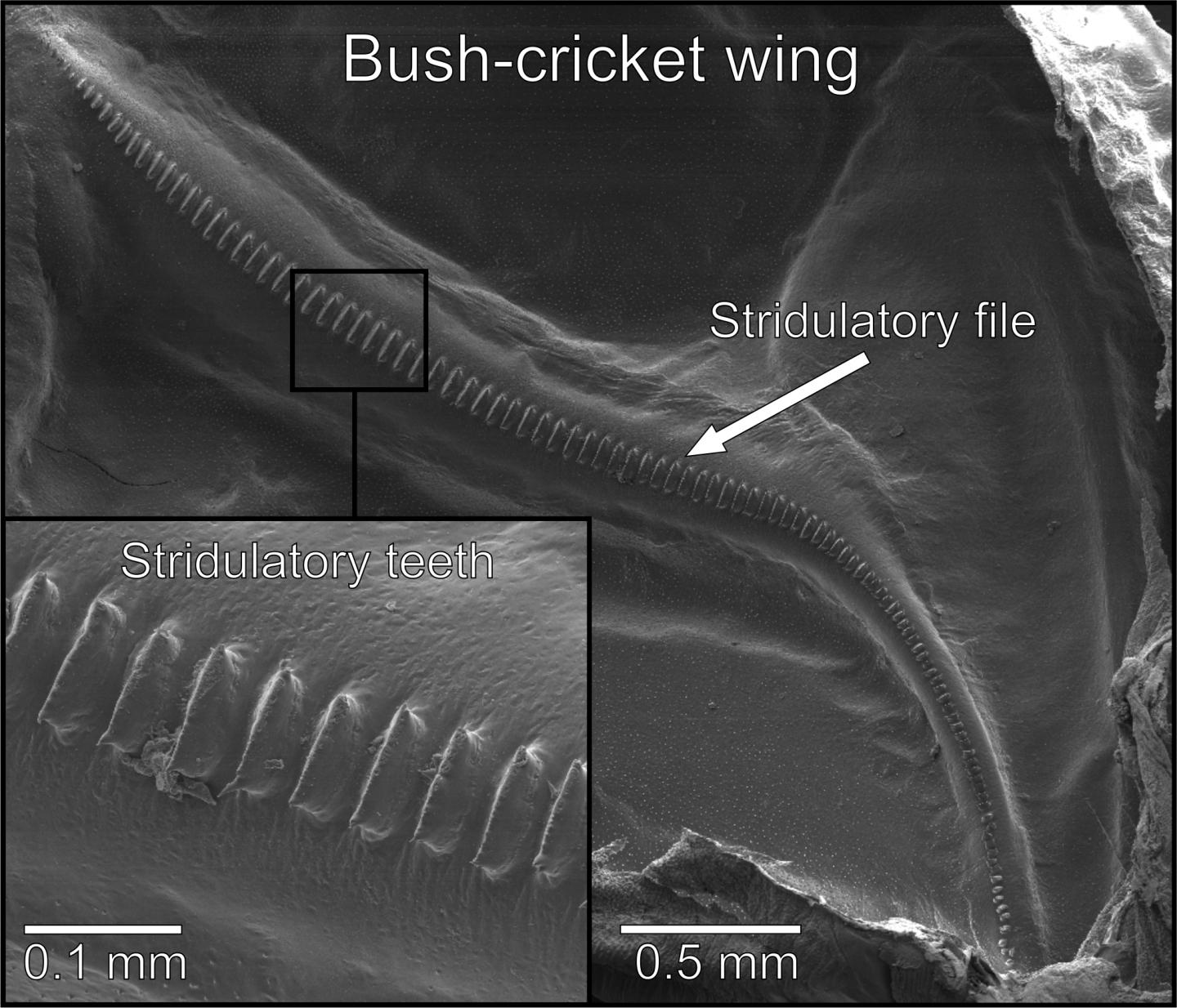 Wing structure vital in producing a range of | EurekAlert!