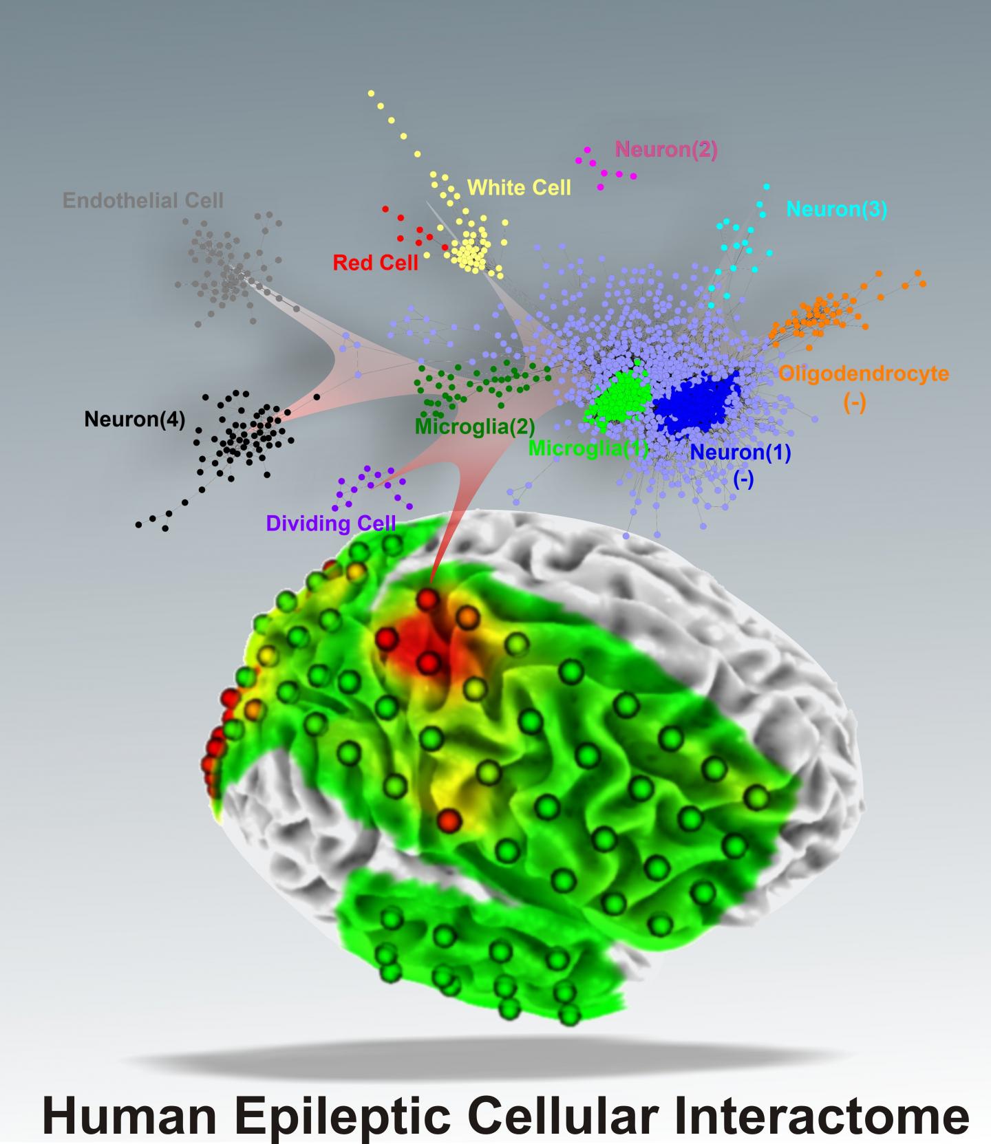 Interactome [IMAGE] | EurekAlert! Science News Releases