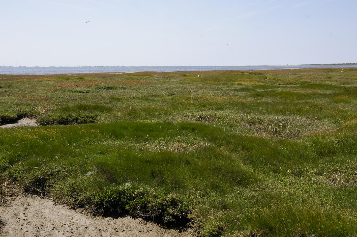Salt marshes [IMAGE] | EurekAlert! Science News Releases