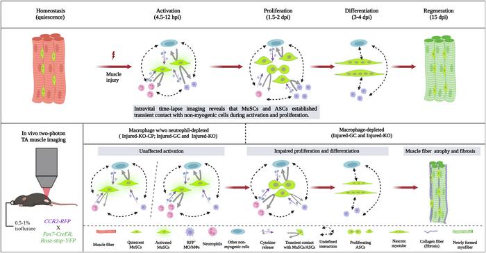 Graphic model of the dynamics [IMAGE] | EurekAlert! Science News Releases