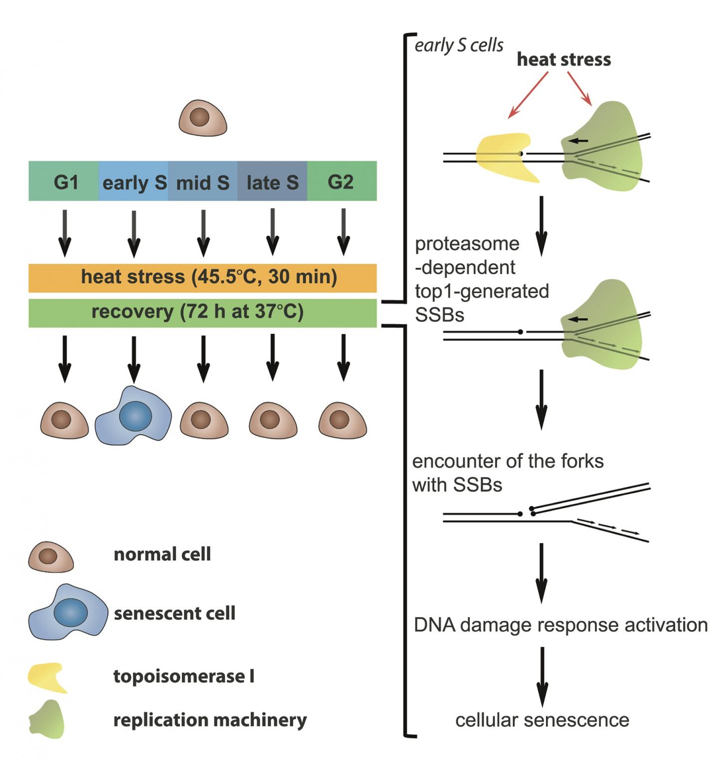 They're red hot | EurekAlert!