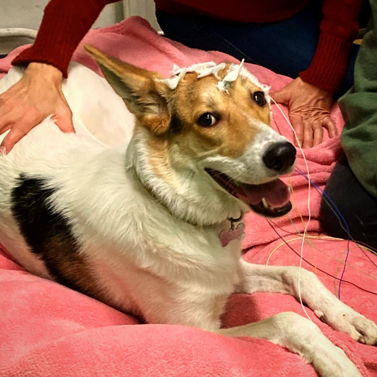 Dog under EEG test [IMAGE] | EurekAlert! Science News Releases