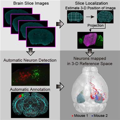 Localization [IMAGE] | EurekAlert! Science News Releases