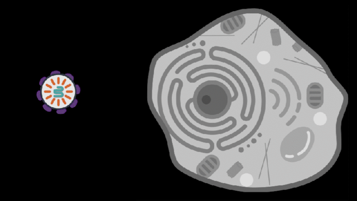 Gene therapy gif [IMAGE] | EurekAlert! Science News Releases