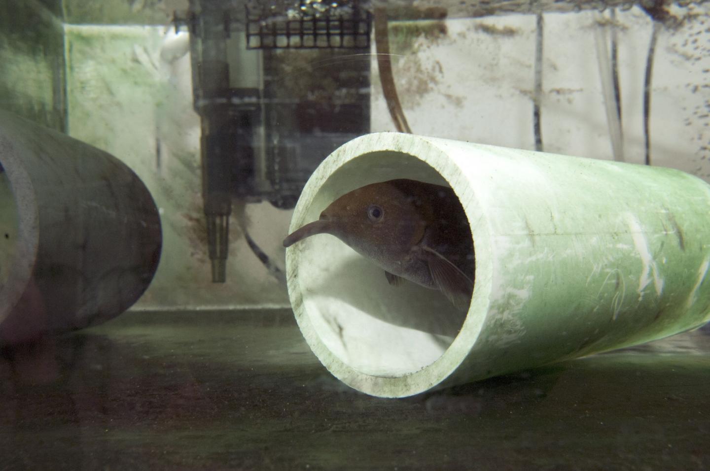 This Fish's Brain Is Larger Th [IMAGE] | EurekAlert! Science News Releases