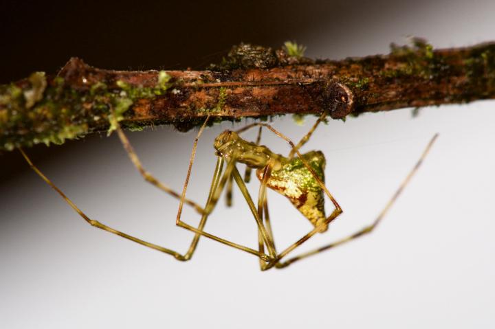 Mottled Molokai Spider [IMAGE] | EurekAlert! Science News Releases