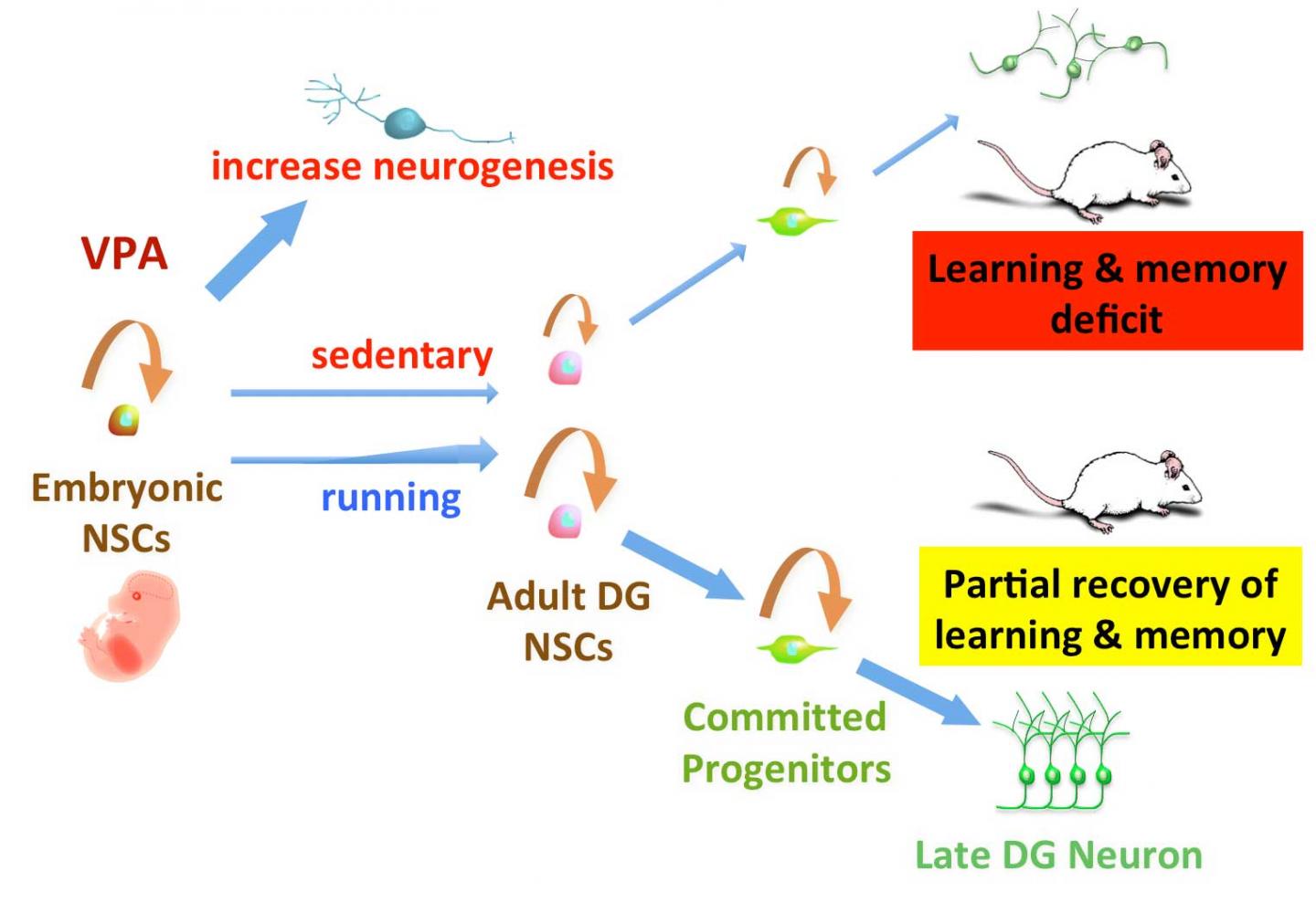 Effect Of Running On VPA Postn IMAGE EurekAlert Science News Releases