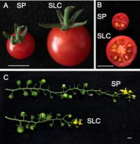 'You say tomato, I say genomics': Genome sequ | EurekAlert!