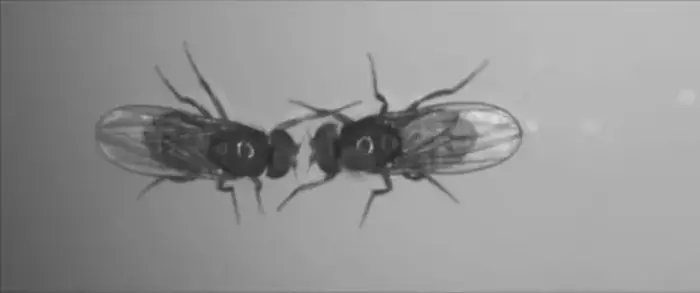 Fighting fruit flies help researchers underst | EurekAlert!