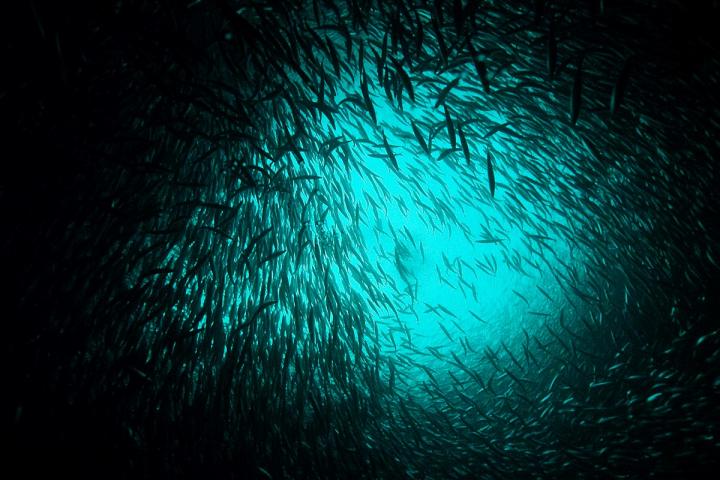 Gerring [IMAGE] | EurekAlert! Science News Releases