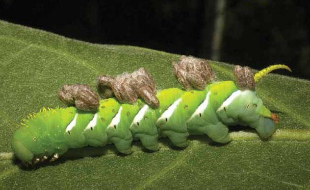 Better off apart: Wasp genera Microplitis and | EurekAlert!