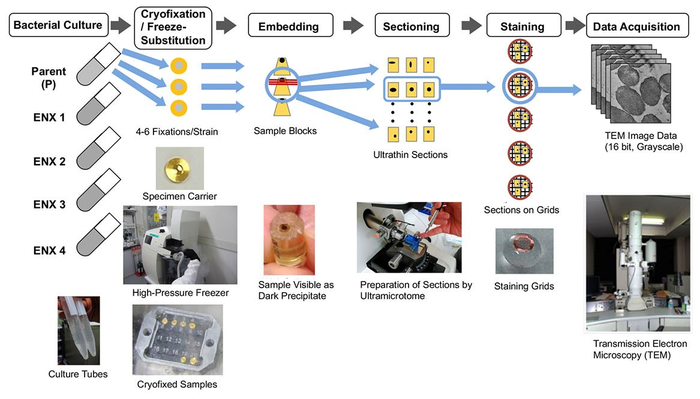 Fig. 2 [IMAGE] | EurekAlert! Science News Releases