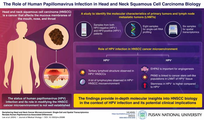 HPV’s hidden hand – RNA sequencing and spatial transcriptomics reveal key details in head and ...
