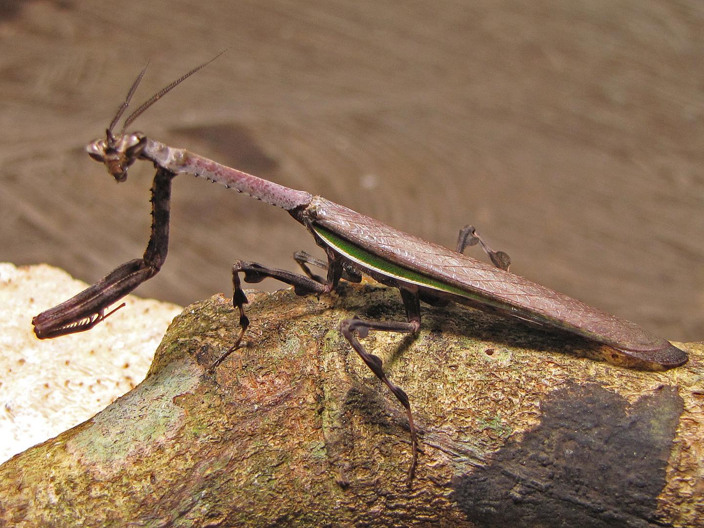 Vates Horned Praying Mantis [IMAGE] | EurekAlert! Science News Releases