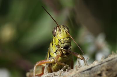 Frightened Grasshoppers Slow S [IMAGE] | EurekAlert! Science News Releases