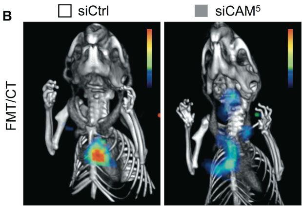 Nanomedicine Reduces Inflammation in Mice Aft | EurekAlert!