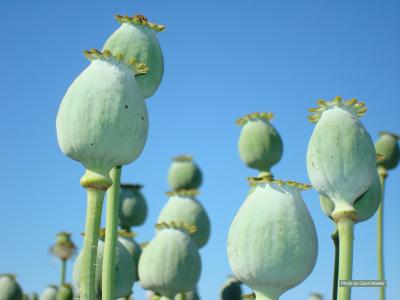 Opium Poppy Provides Recipe for Anti-Cancer A | EurekAlert!