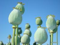 Opium Poppy Provides Recipe for Anti-Cancer A | EurekAlert!