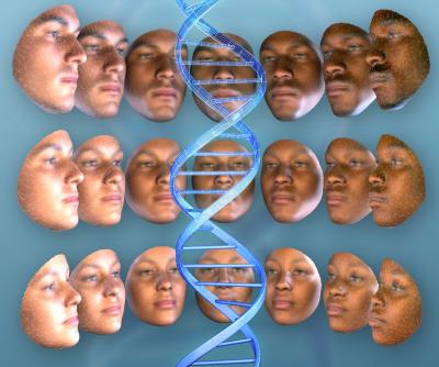 3-D model links facial features and DNA | EurekAlert!