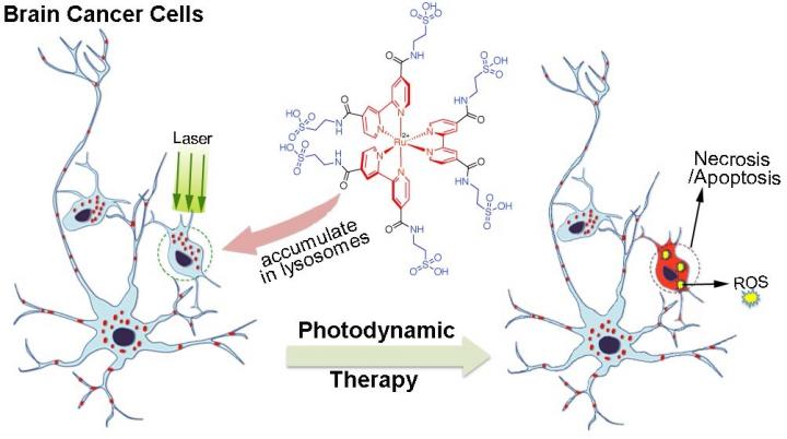 Photodynamic Therapy Process [IMAGE] | EurekAlert! Science News Releases