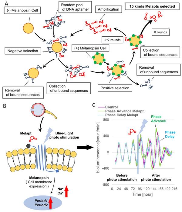 Fig. 2 Cell-SELEX method for s [IMAGE] | EurekAlert! Science News Releases